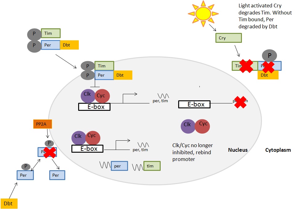 Genetic screens to identify loci affecting phase of entrainment of ...